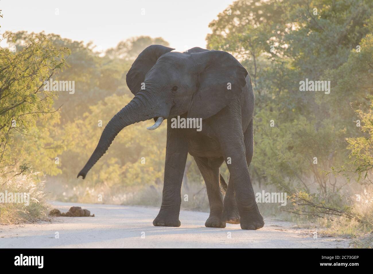 Nose noses hi-res stock photography and images - Alamy