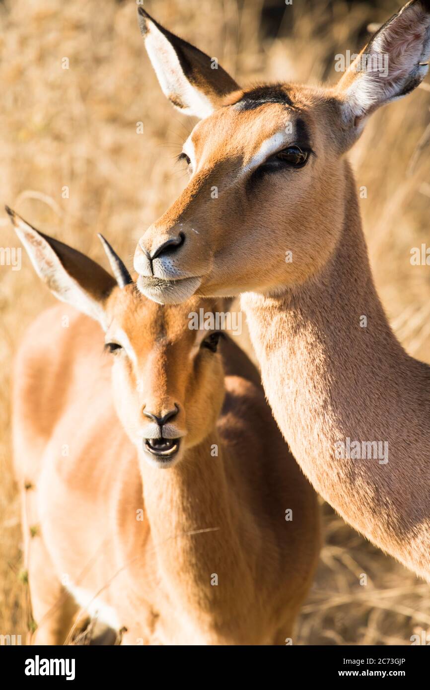 Impala family, mother and child snuggling up each other, Kruger ...