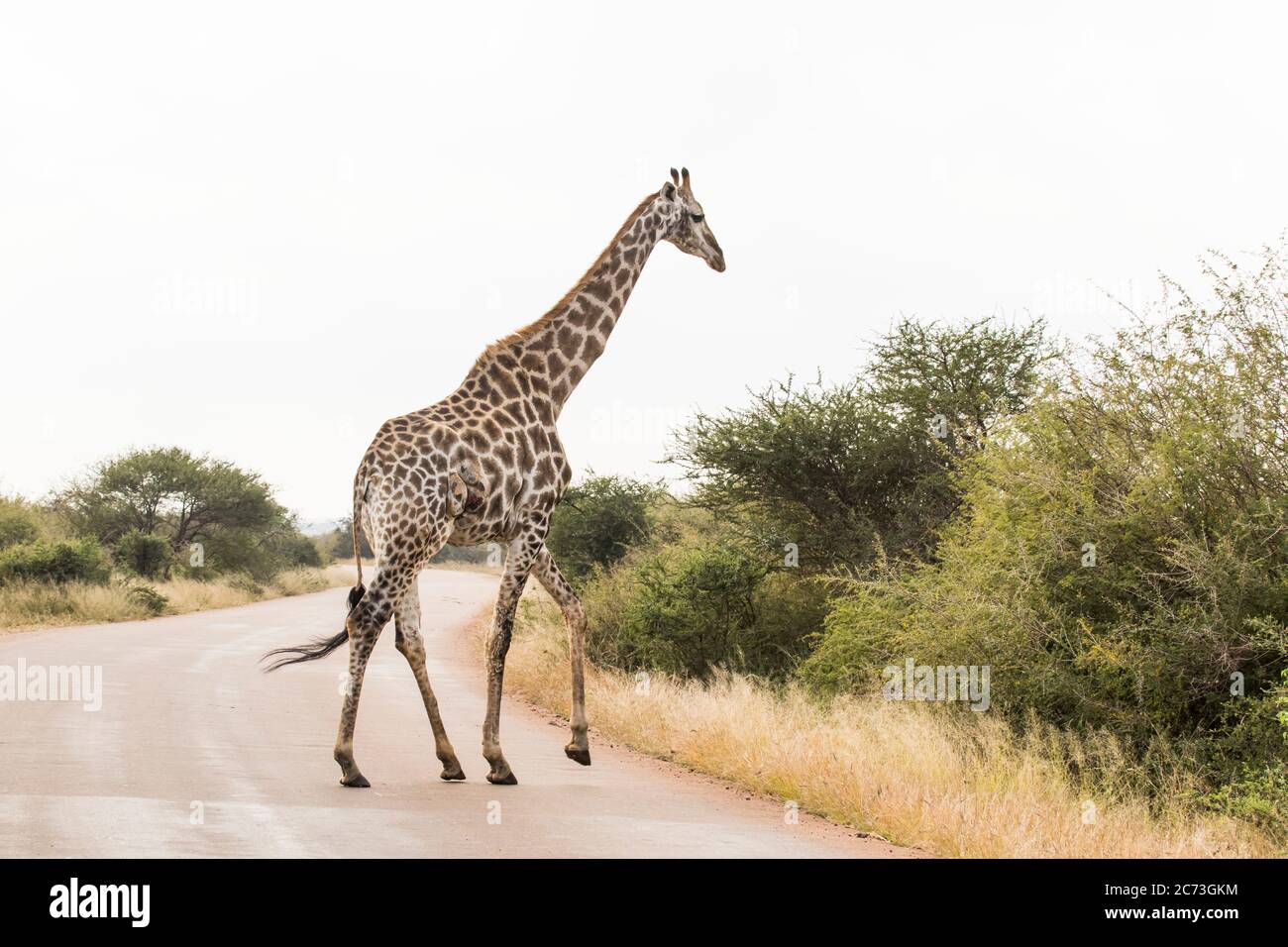 Giraffe crossing the road at savanna, Kruger National Park, Mpumalanga ...