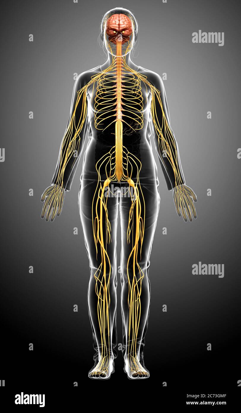 3d rendered medically accurate illustration of a female nervous system ...