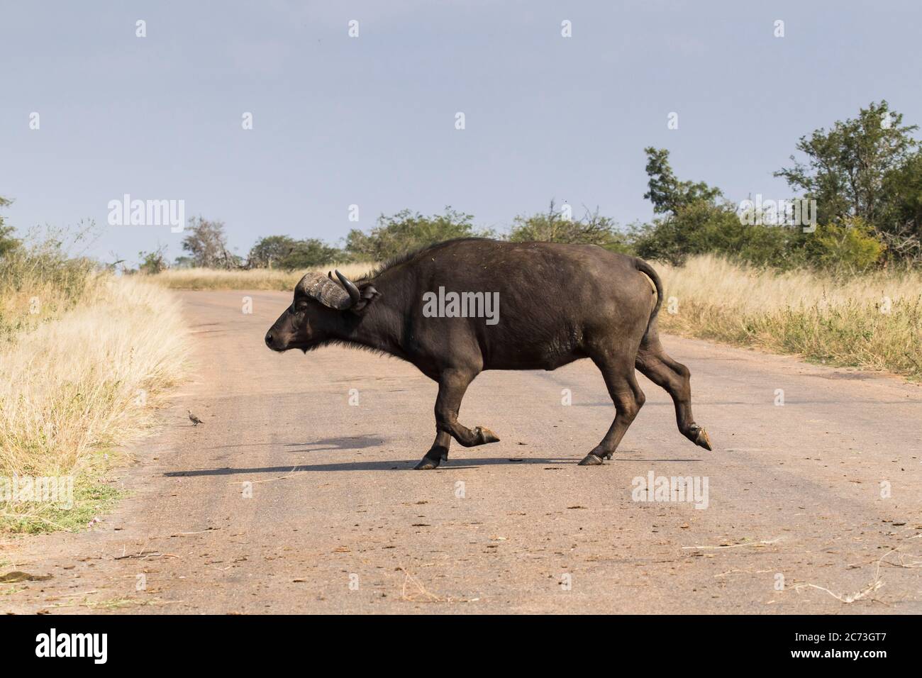 Buffalo crossing the road in savanna, Kruger National Park, Mpumalanga ...