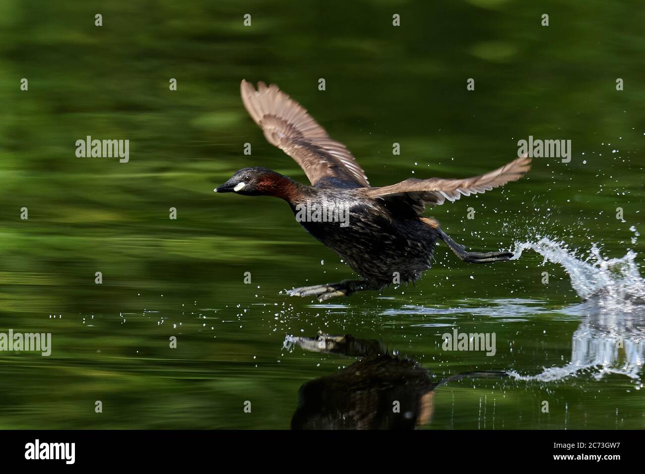 Grebe in flight hi-res stock photography and images - Alamy