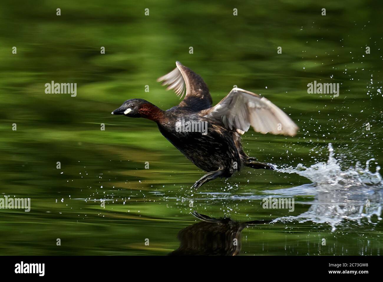 Grebe in flight hi-res stock photography and images - Alamy
