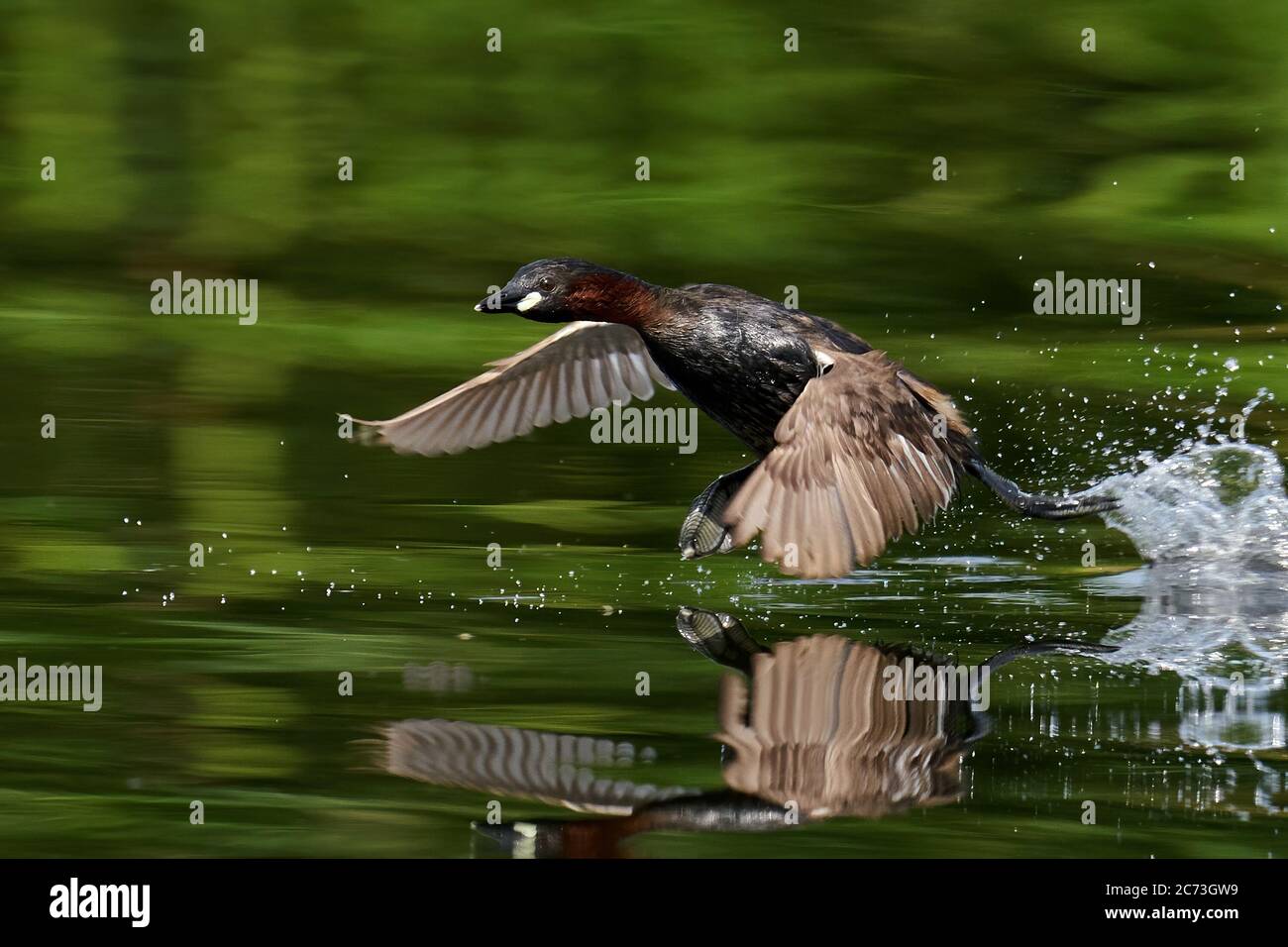 Grebe in flight hi-res stock photography and images - Alamy