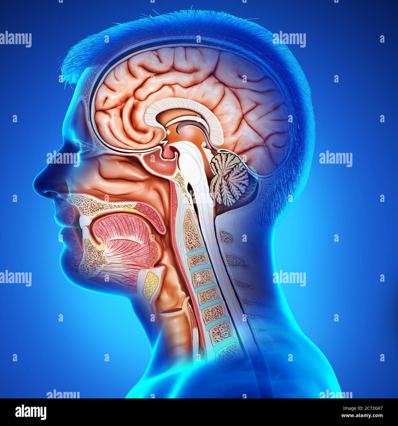 3d rendered, medically accurate illustration of Cross section of male ...