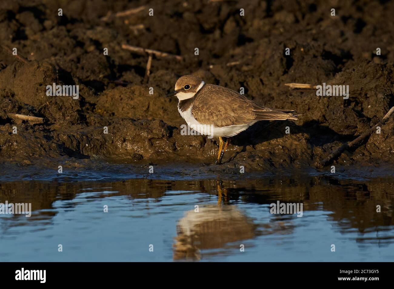 Juvenile little ringed plover hi-res stock photography and images - Alamy