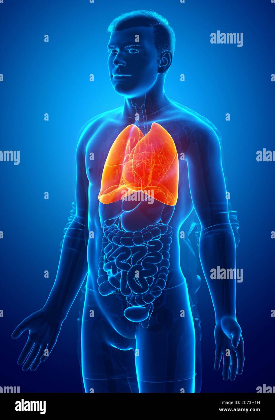 3d rendered, medically accurate illustration of a male lung anatomy ...