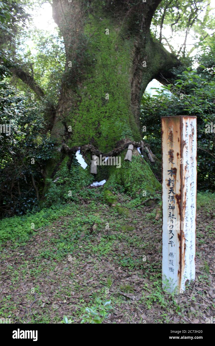 A holy tree with Shide, Shinto prayer paper attached at a Japanese ...