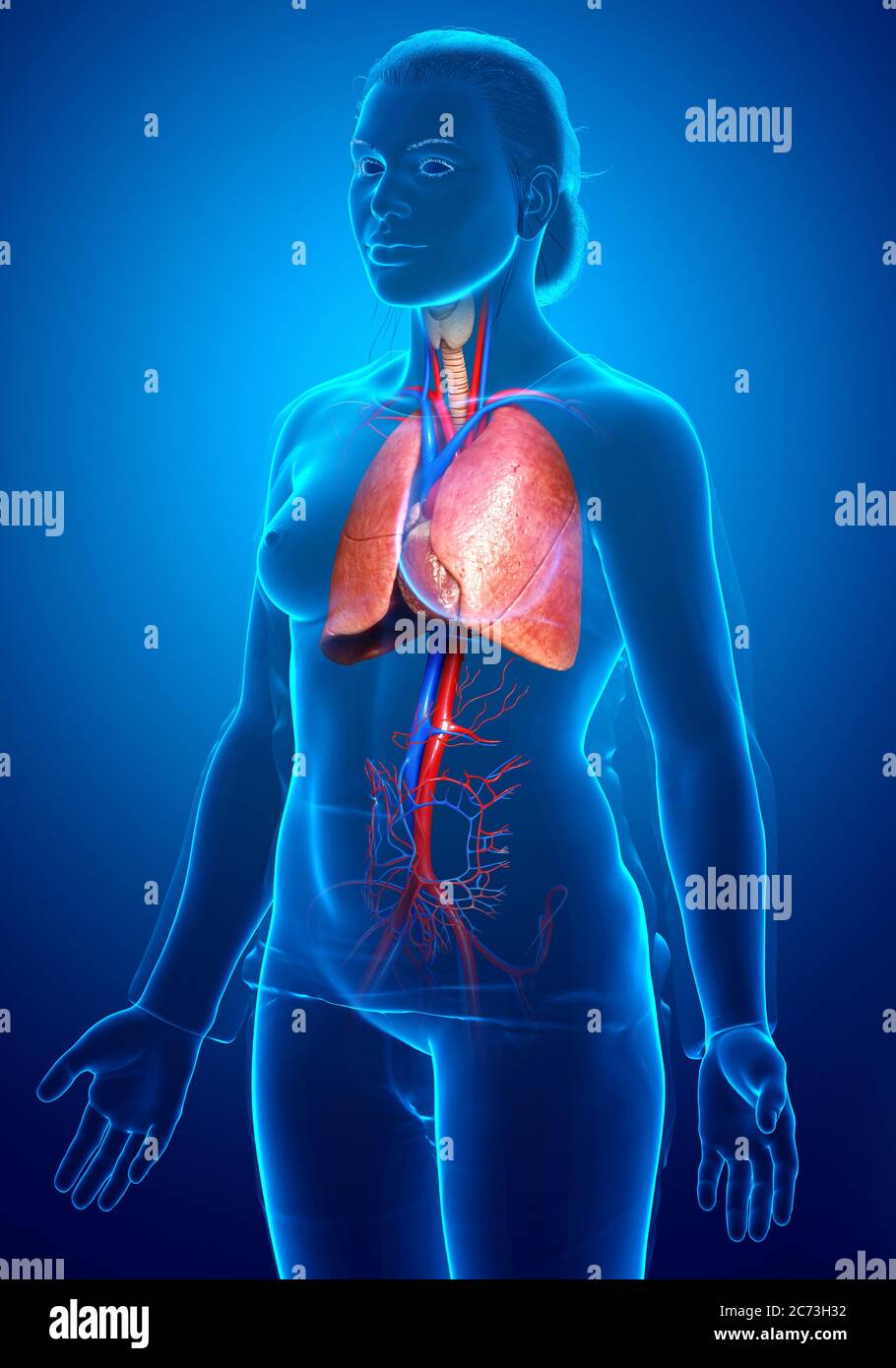 3d rendered, medically accurate illustration of a female lung anatomy ...