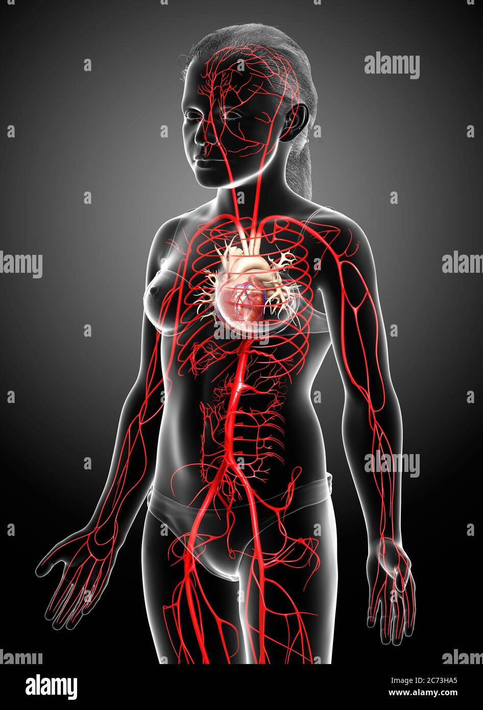 3d rendered medically accurate illustration of young Girl arteries ...