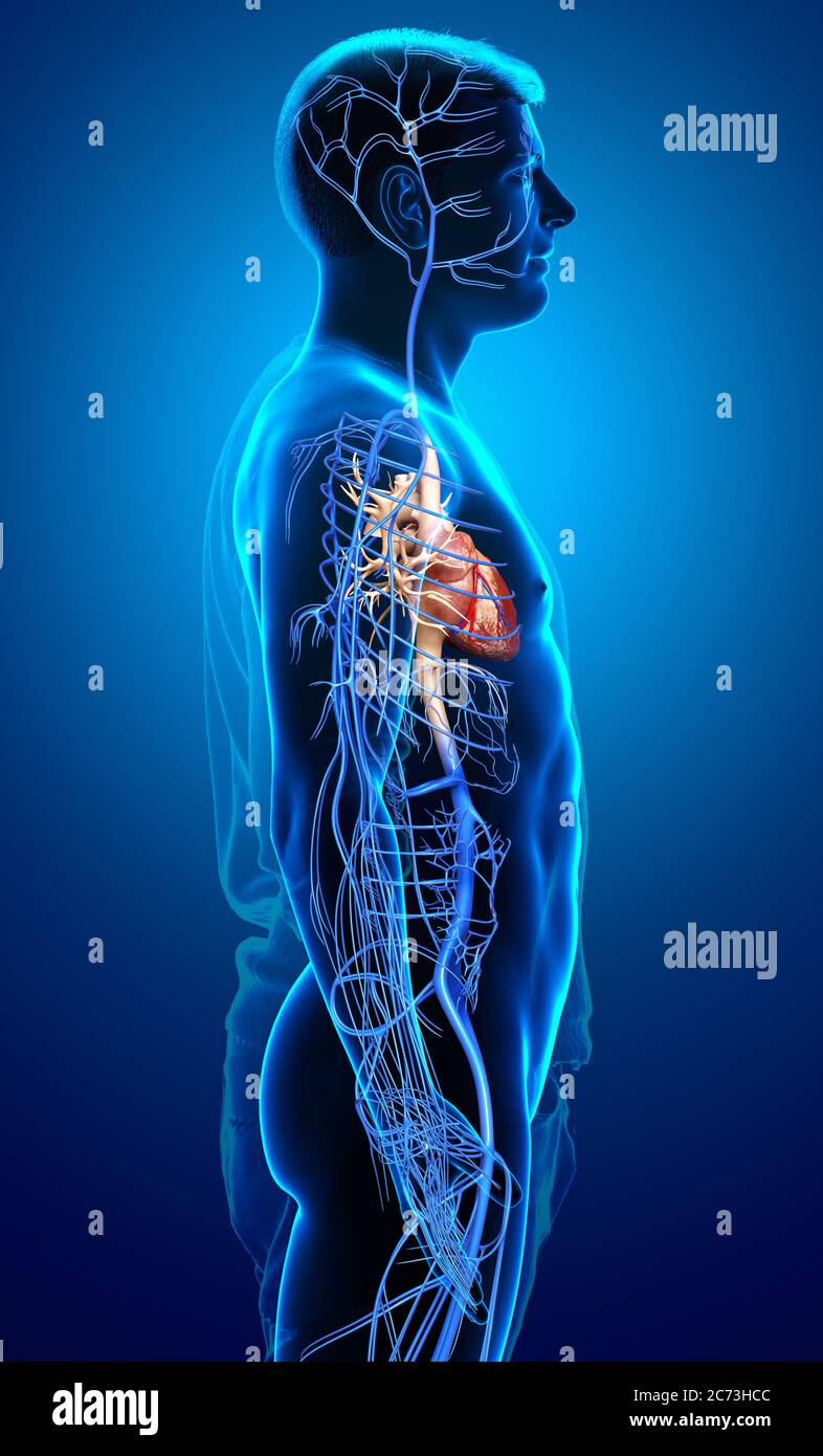 3d rendered medically accurate illustration of a male Veins anatomy ...