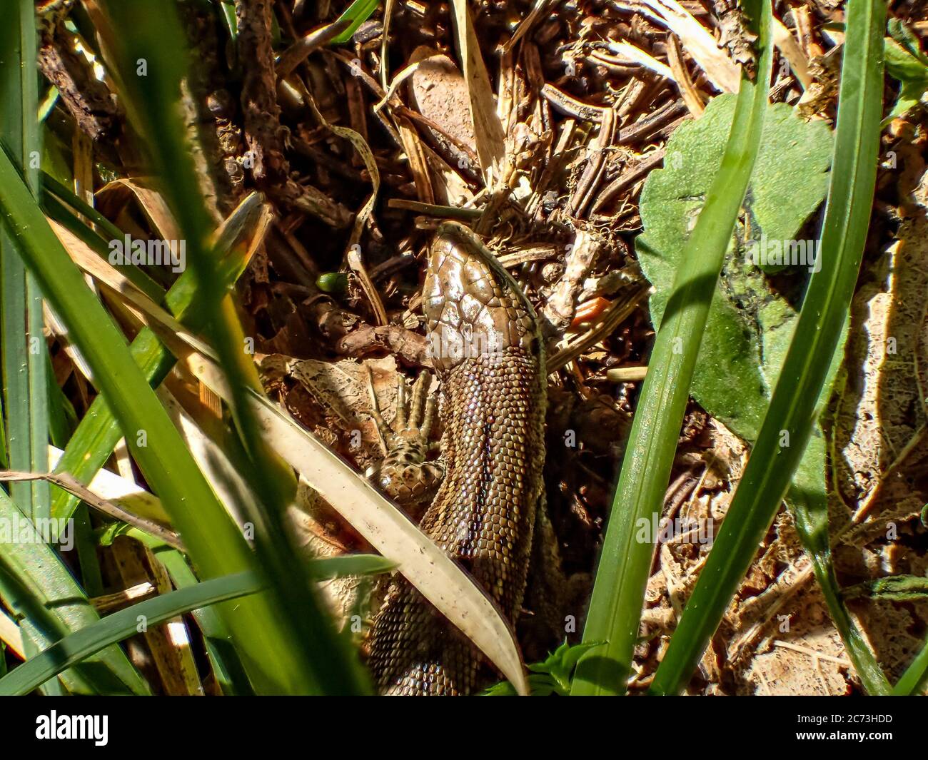 Lizard hiding in bush hi-res stock photography and images - Alamy