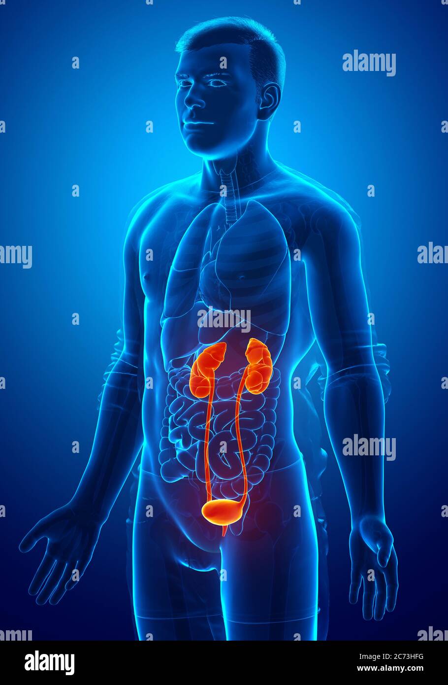 3d rendered, medically accurate illustration of the highlighted kidneys ...