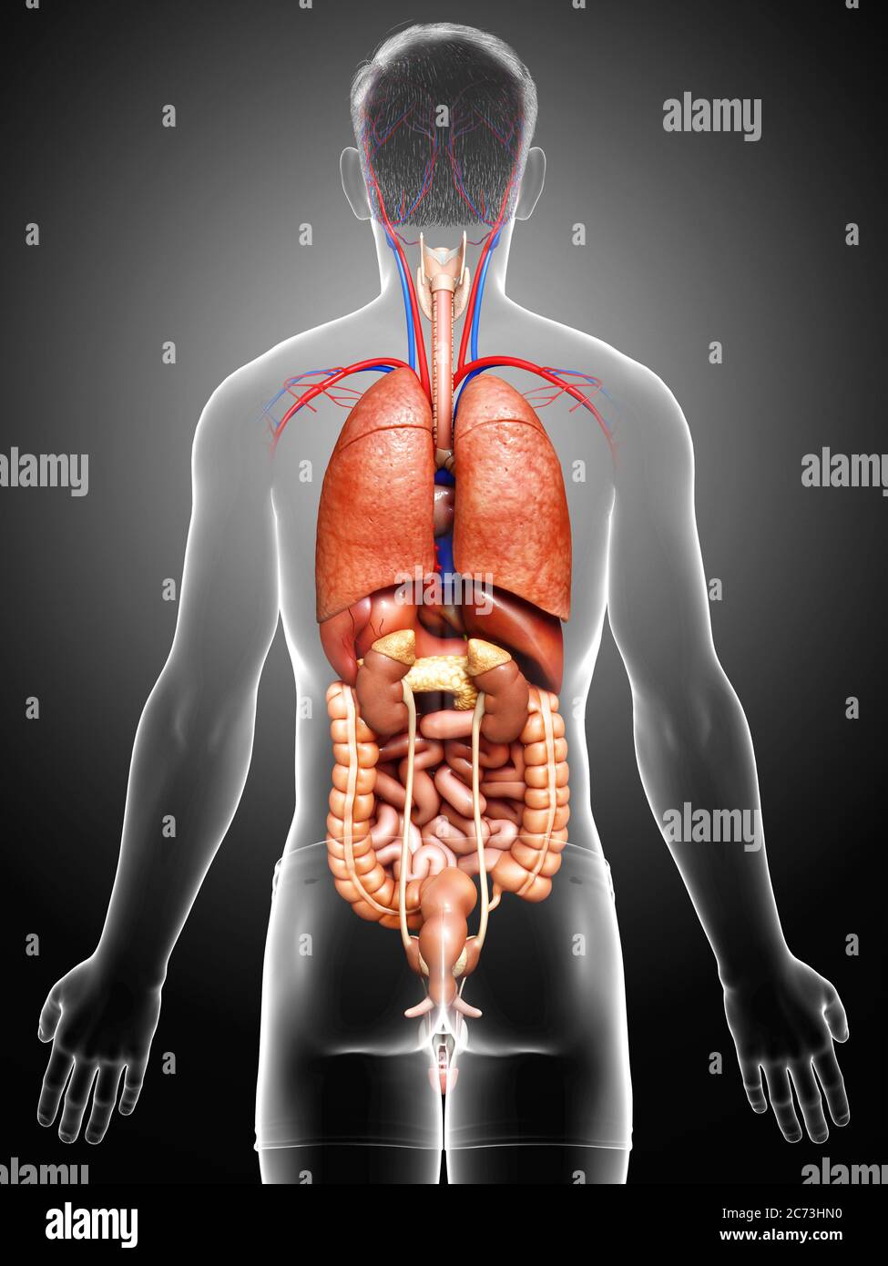 3d rendered medically accurate illustration of male Internal organs ...