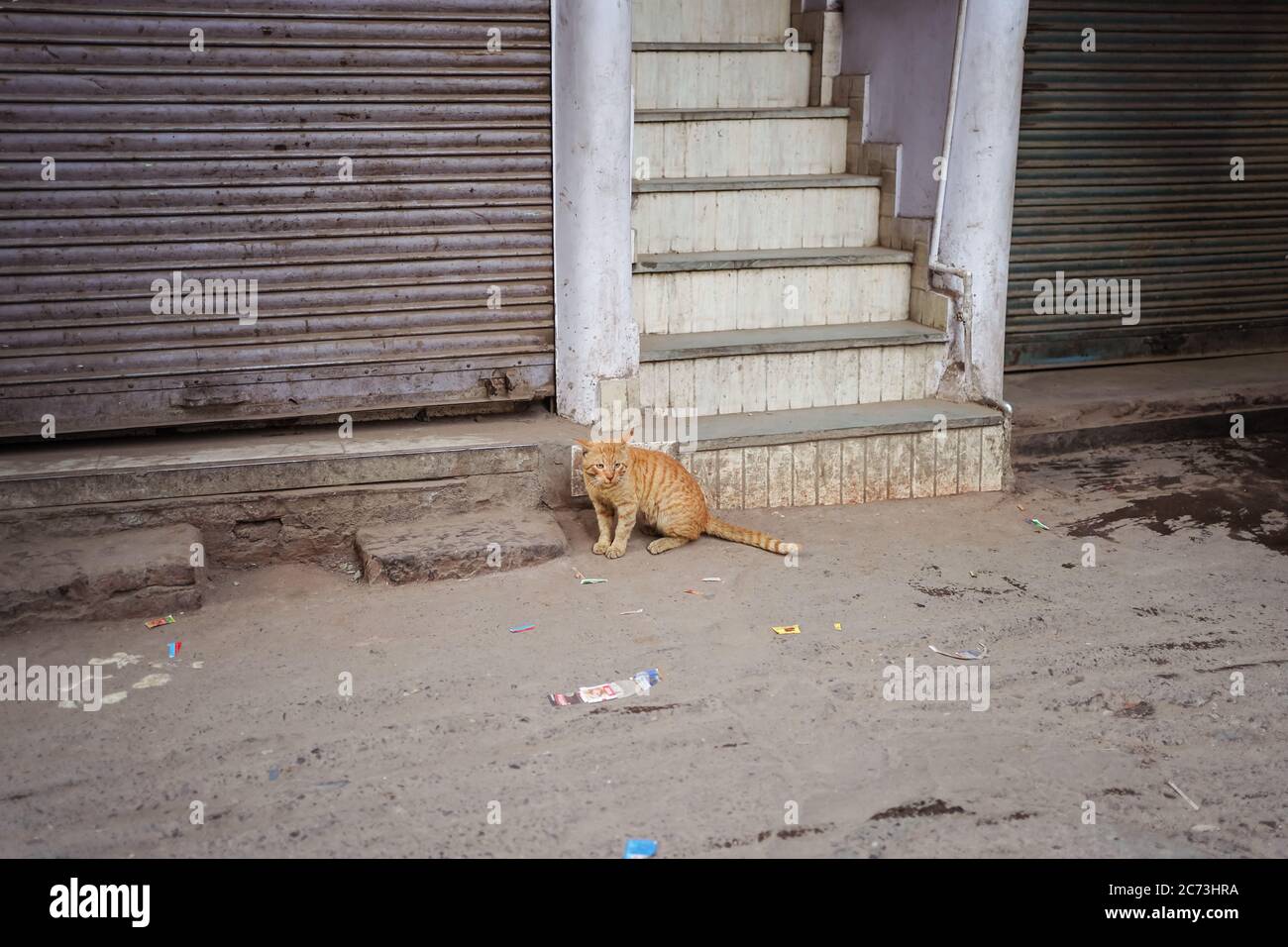 New Delhi / India - February 18, 2020: orange cat in street of Old ...