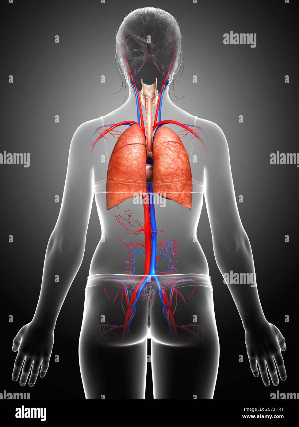 3d rendered, medically accurate illustration of a female lung anatomy ...