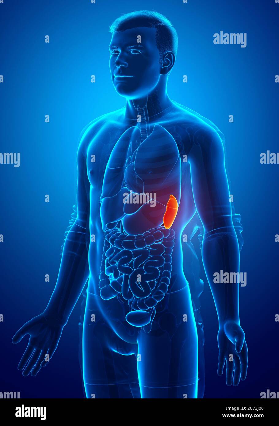 3d rendered, medically accurate illustration of a male Spleen Anatomy ...