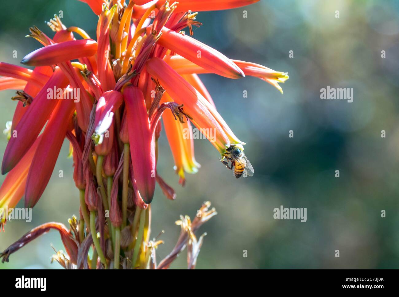An African honey bee isolated on an aloe vera flower image with copy ...
