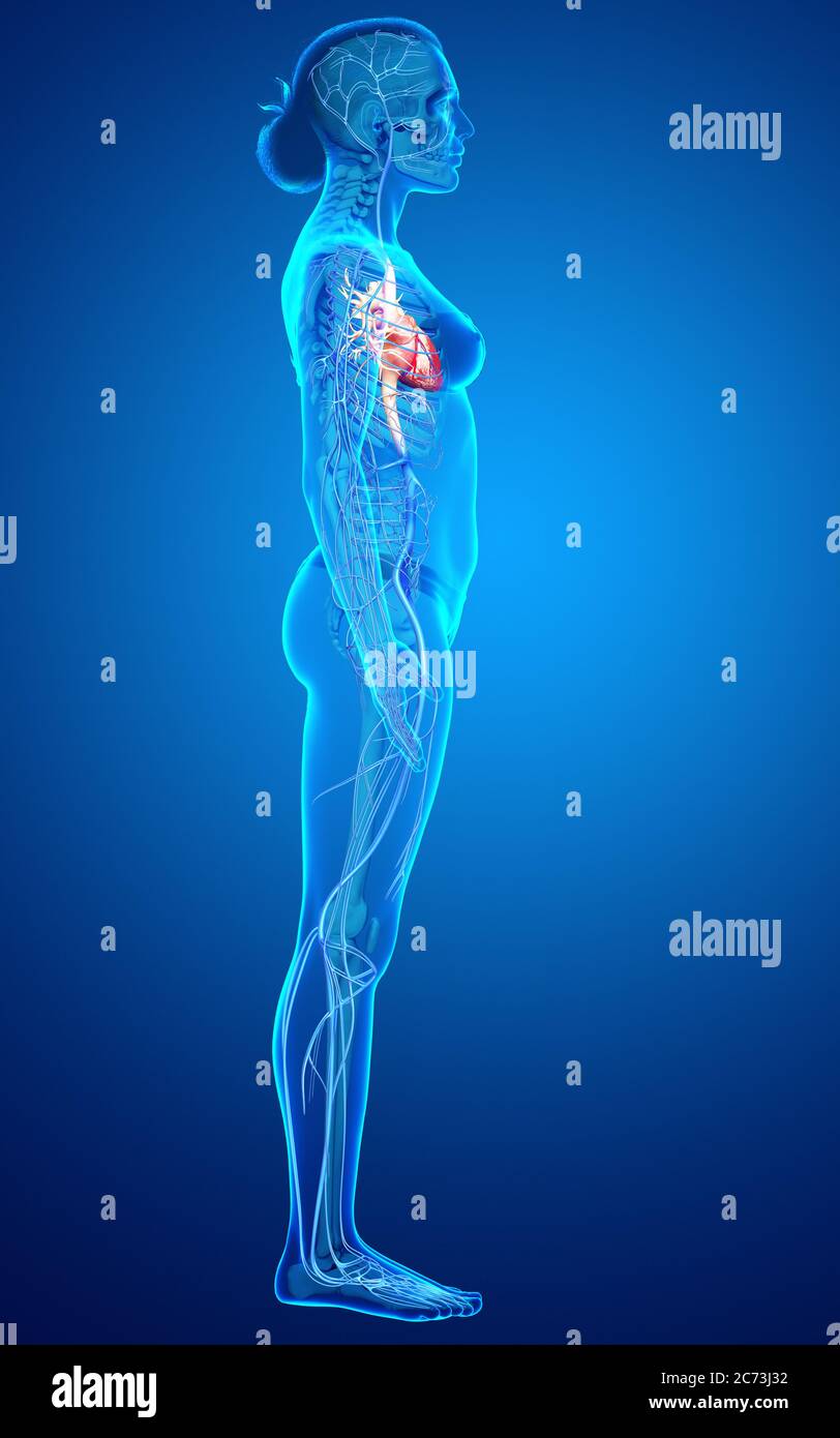 3d rendered medically accurate illustration of a female Veins anatomy ...