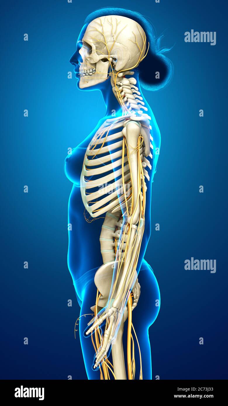 3d rendered medically accurate illustration ofa female nervous system ...