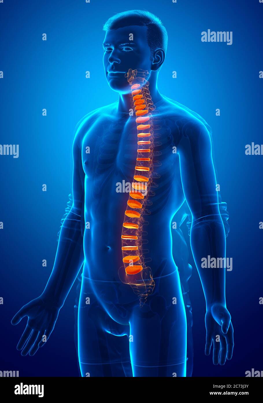 Backbone intervertebral disc anatomy Stock Photo - Alamy
