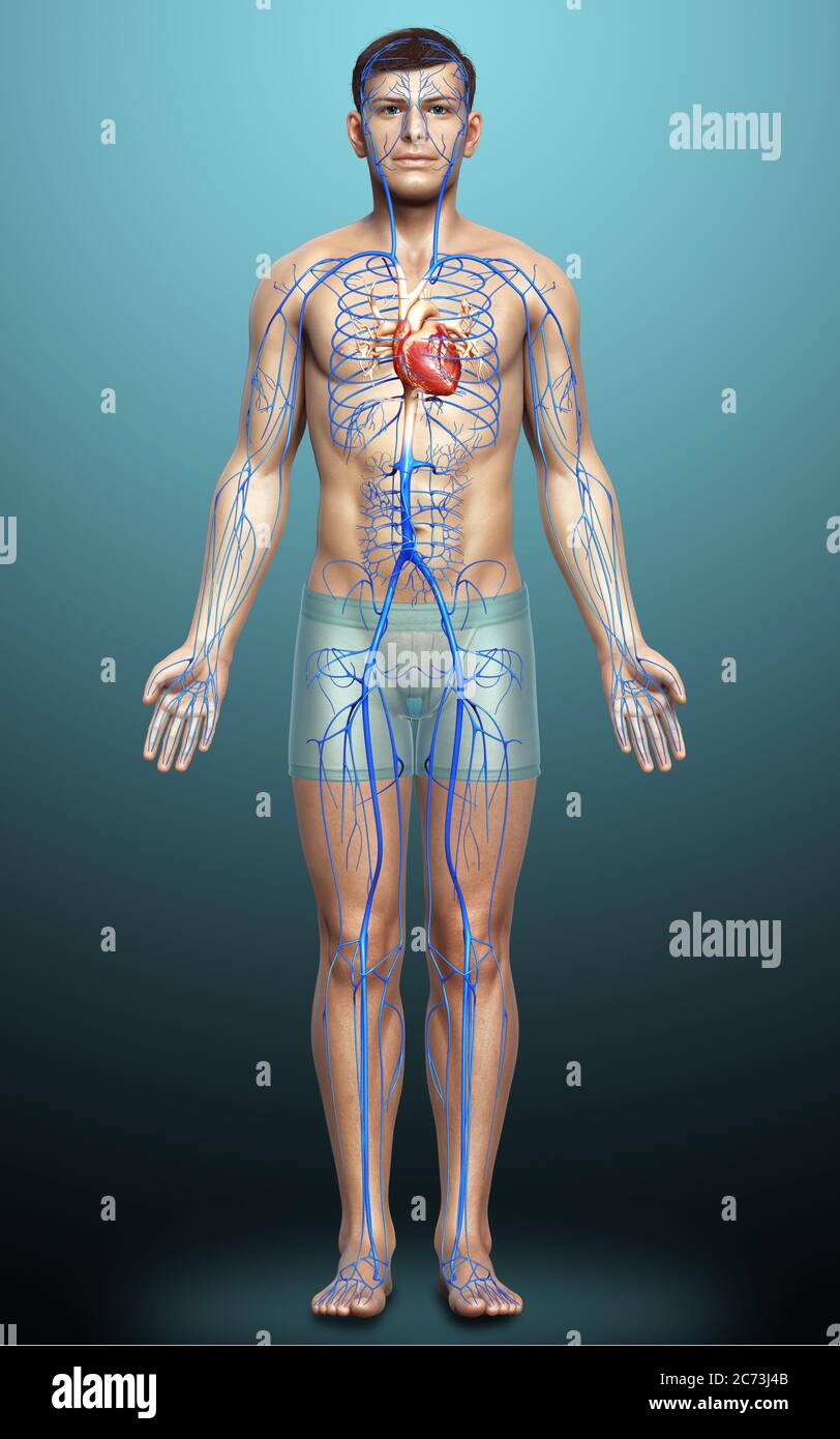 3d rendered medically accurate illustration of a male Veins anatomy ...