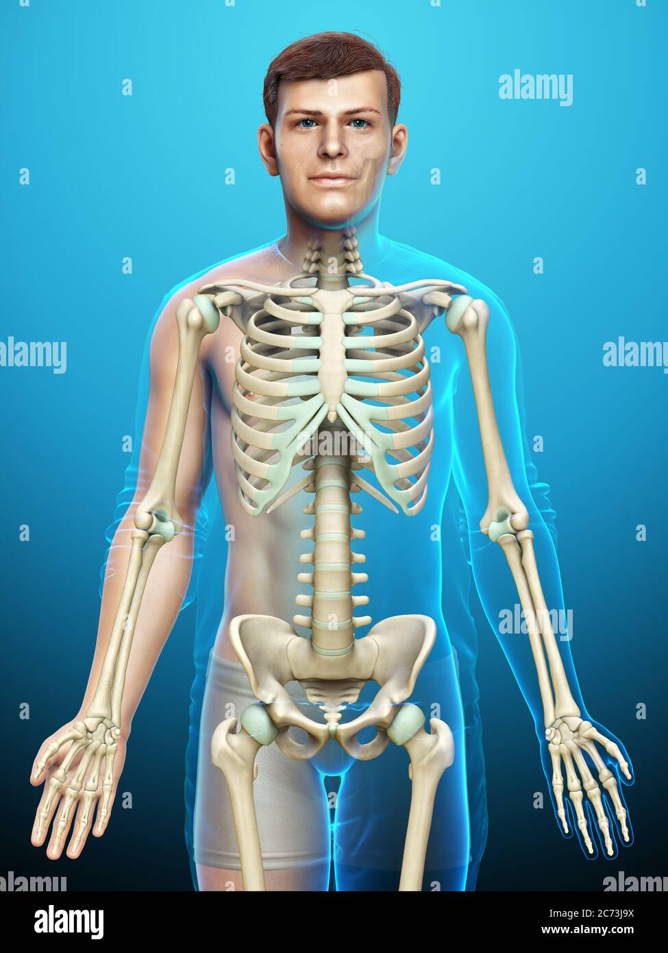 3d rendered, medically accurate illustration of a male skeleton system ...