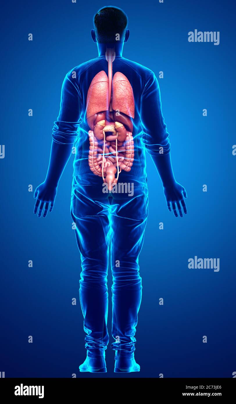 3d Rendered Medically Accurate Illustration Of Male Internal Organs