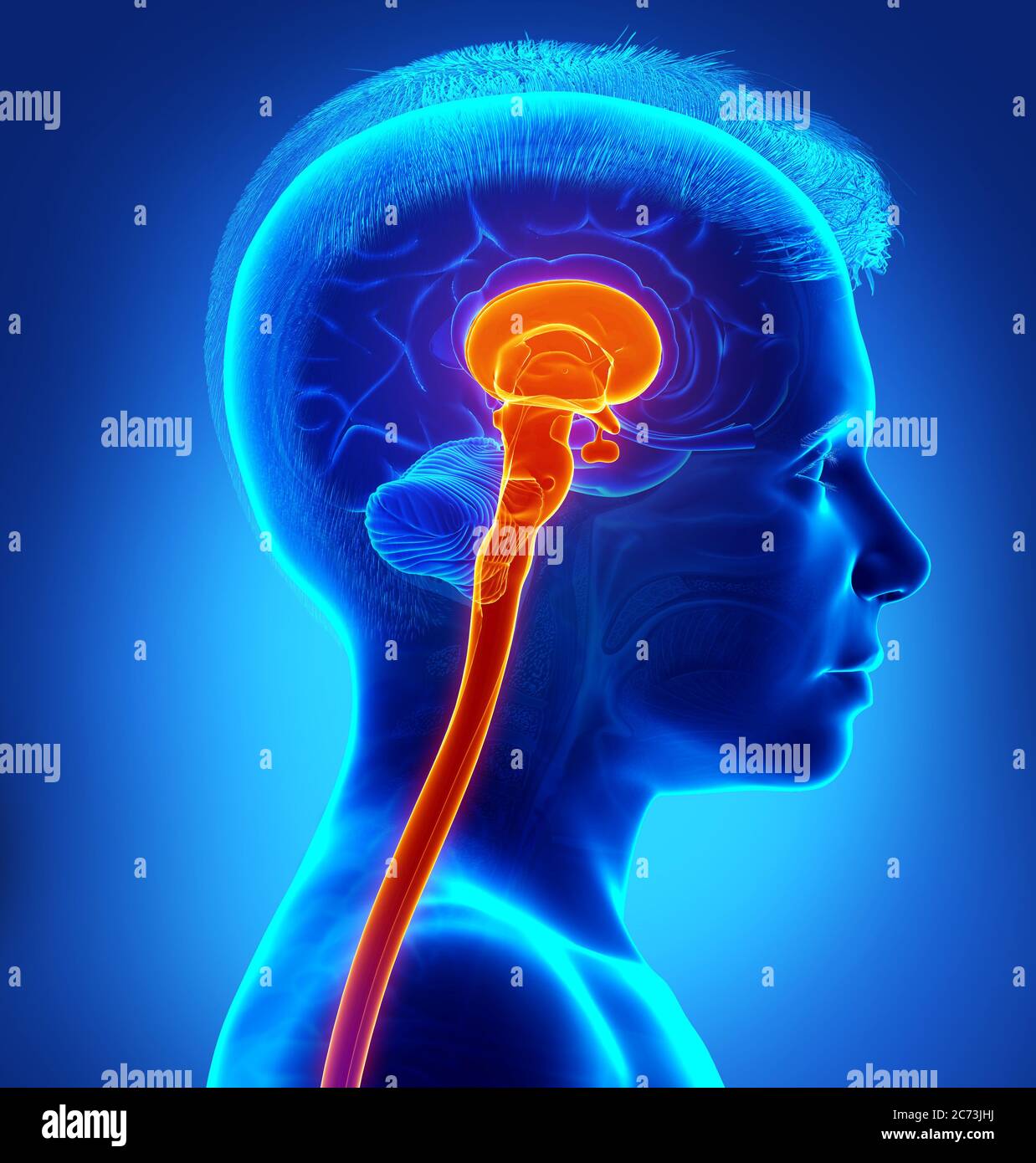Brainstem Anatomy Cross Section