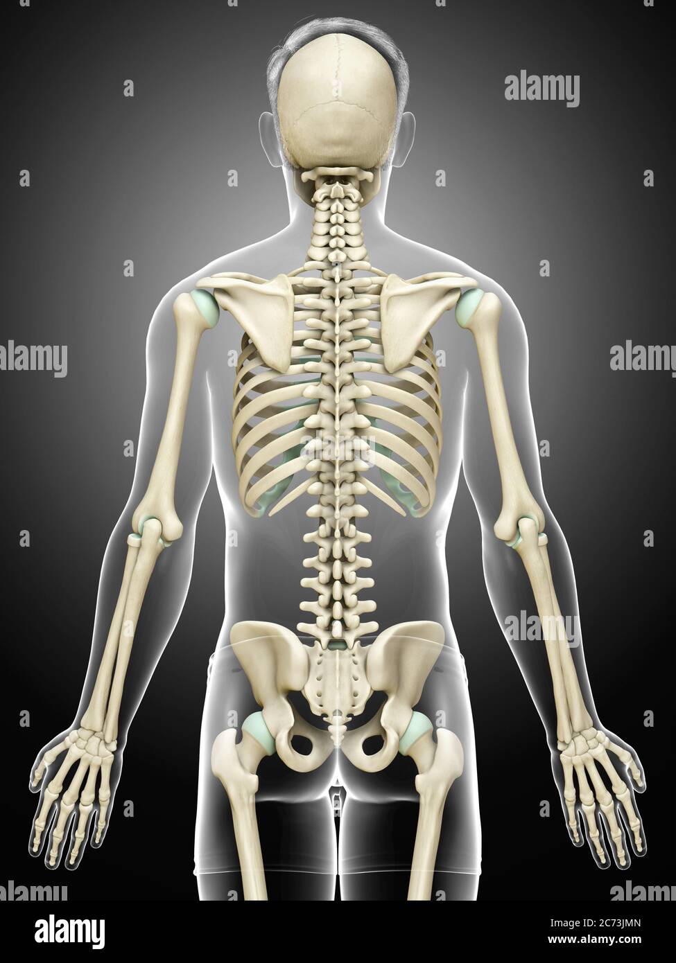 3d rendered, medically accurate illustration of a male skeleton system ...