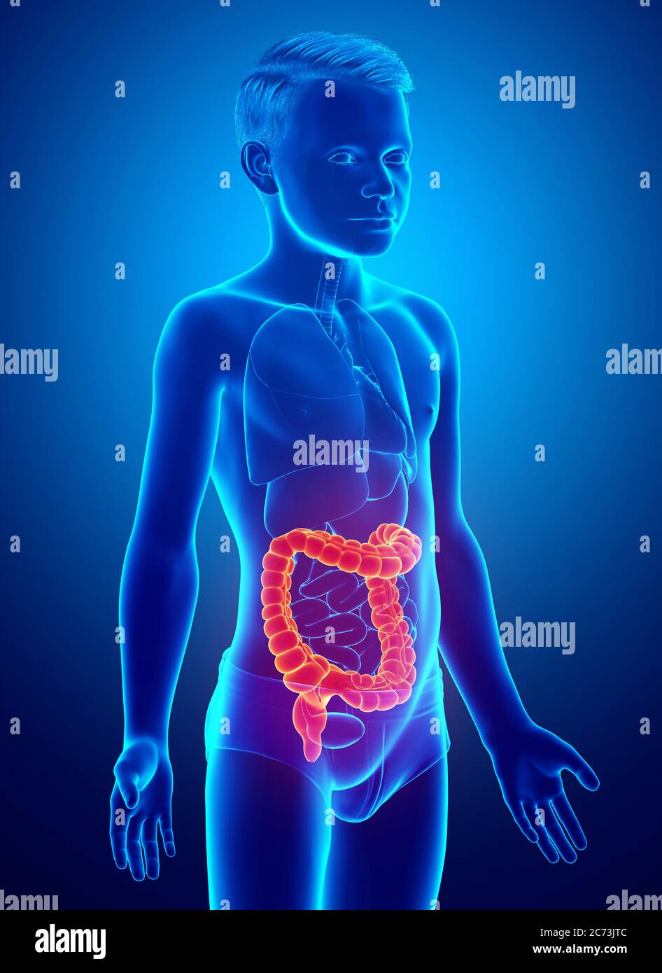 3d rendered, medically accurate illustration of boy large intestine ...