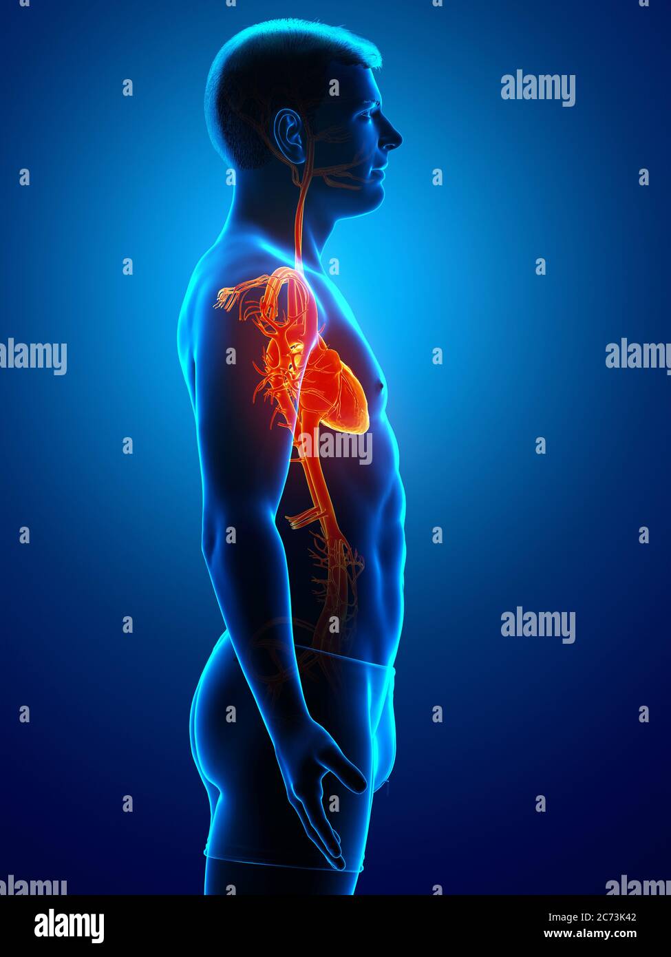 3d rendered medically accurate illustration of highlighted orange male ...