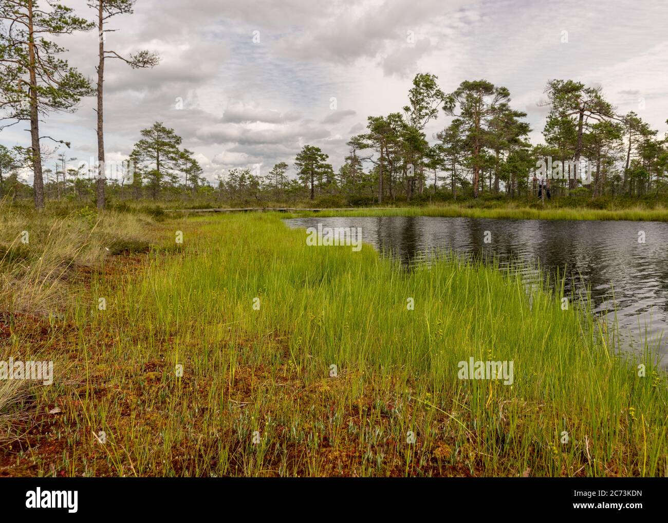landscape with stunning bog views. beautiful clouds. View of the ...