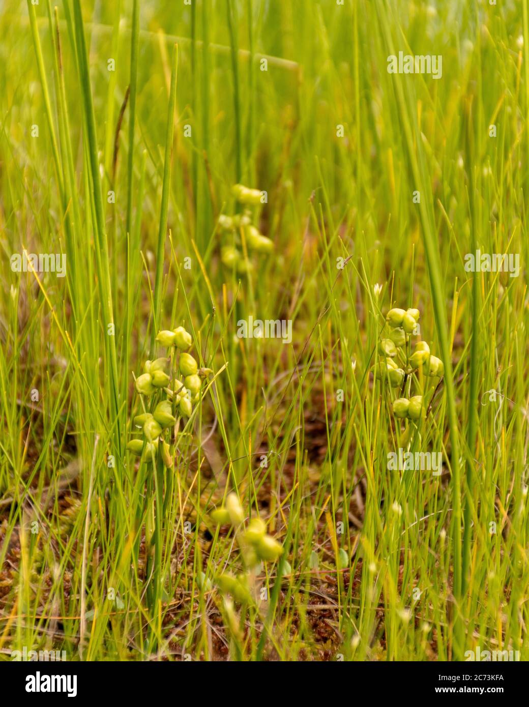 traditional bog vegetation background, bog grass, plants, water, moss ...