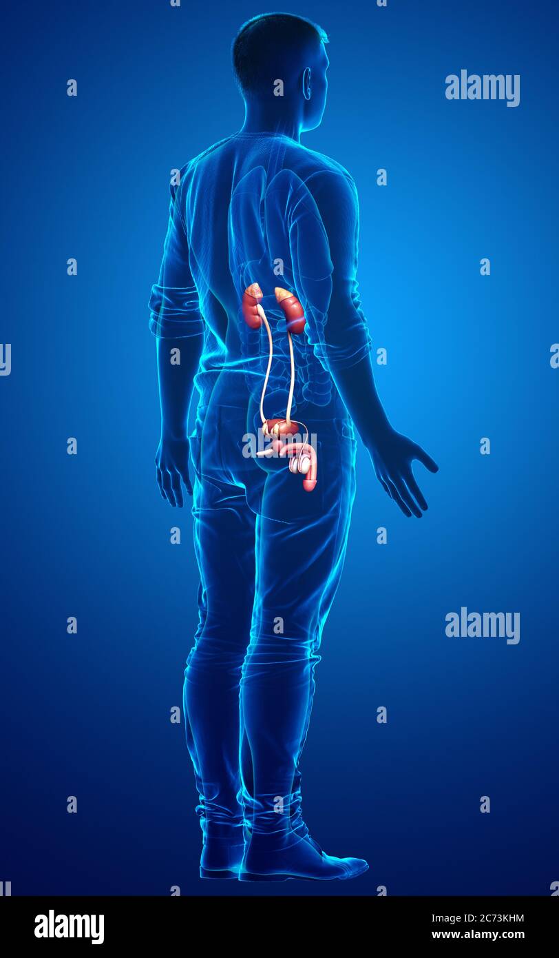 3d rendered, medically accurate illustration of the kidneys Stock Photo ...