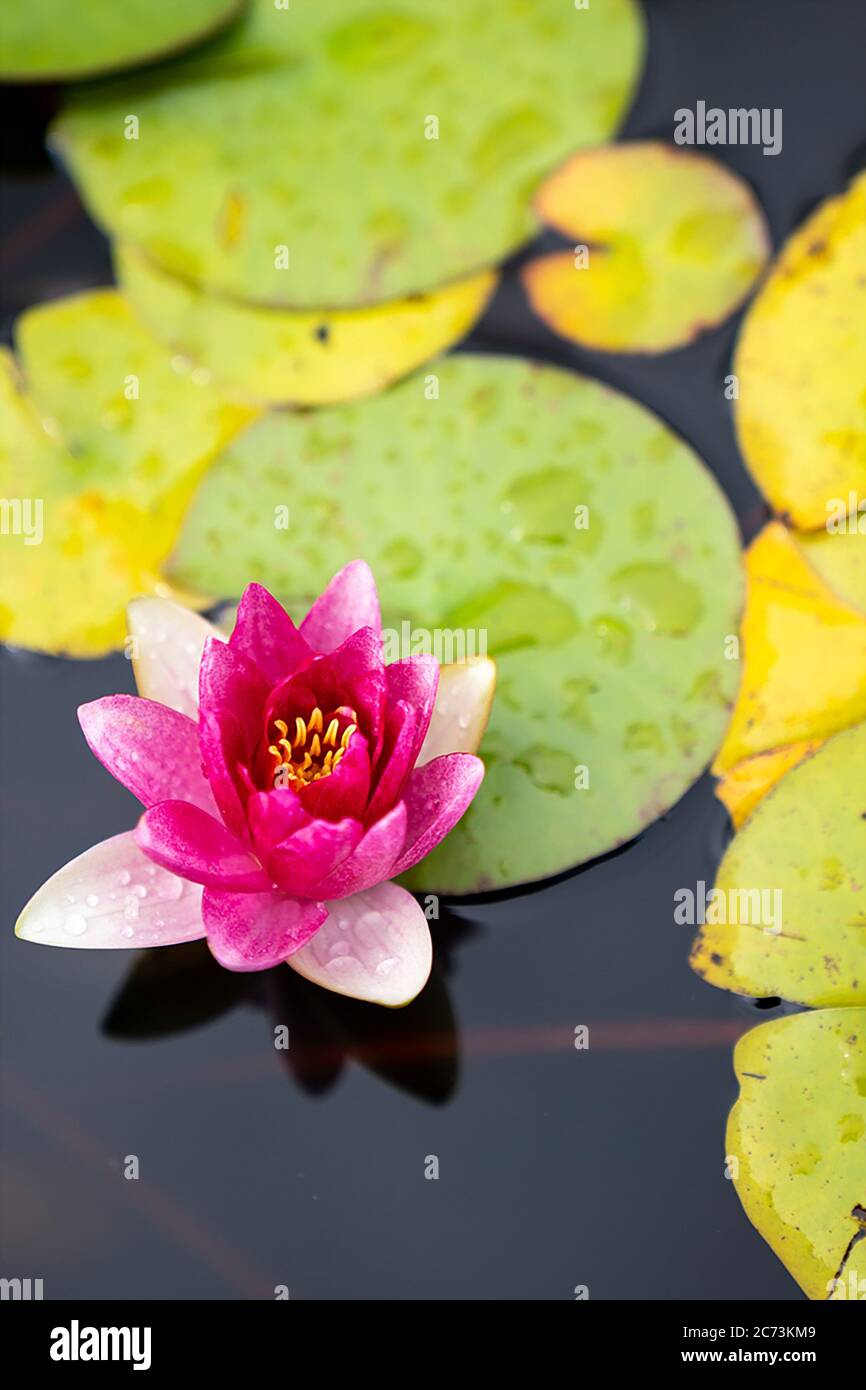 Beautiful lotus flower background in nature Stock Photo - Alamy