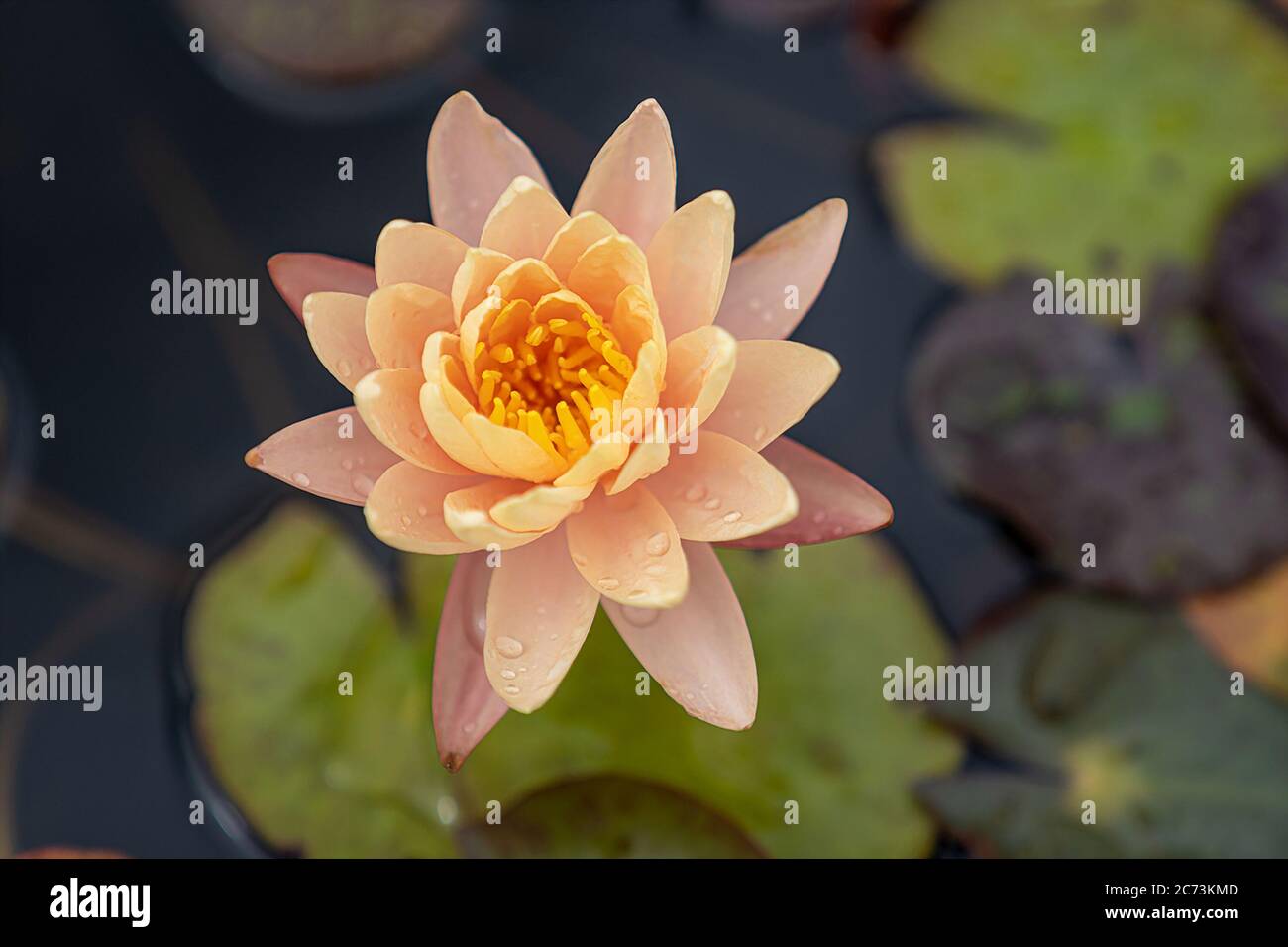Botanical backgrounds hi-res stock photography and images - Alamy