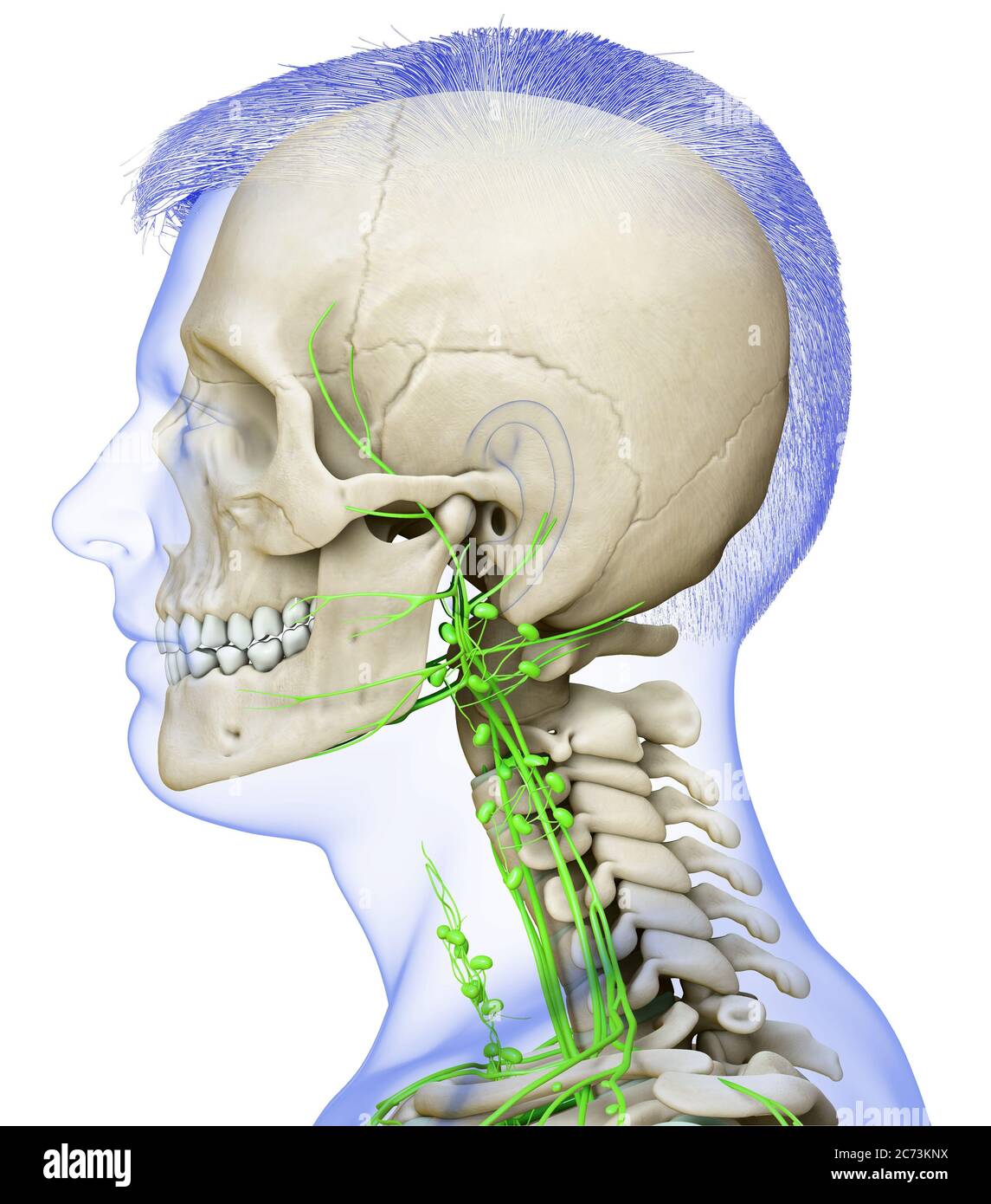 3d rendered medically accurate illustration of a male face lymphatic ...