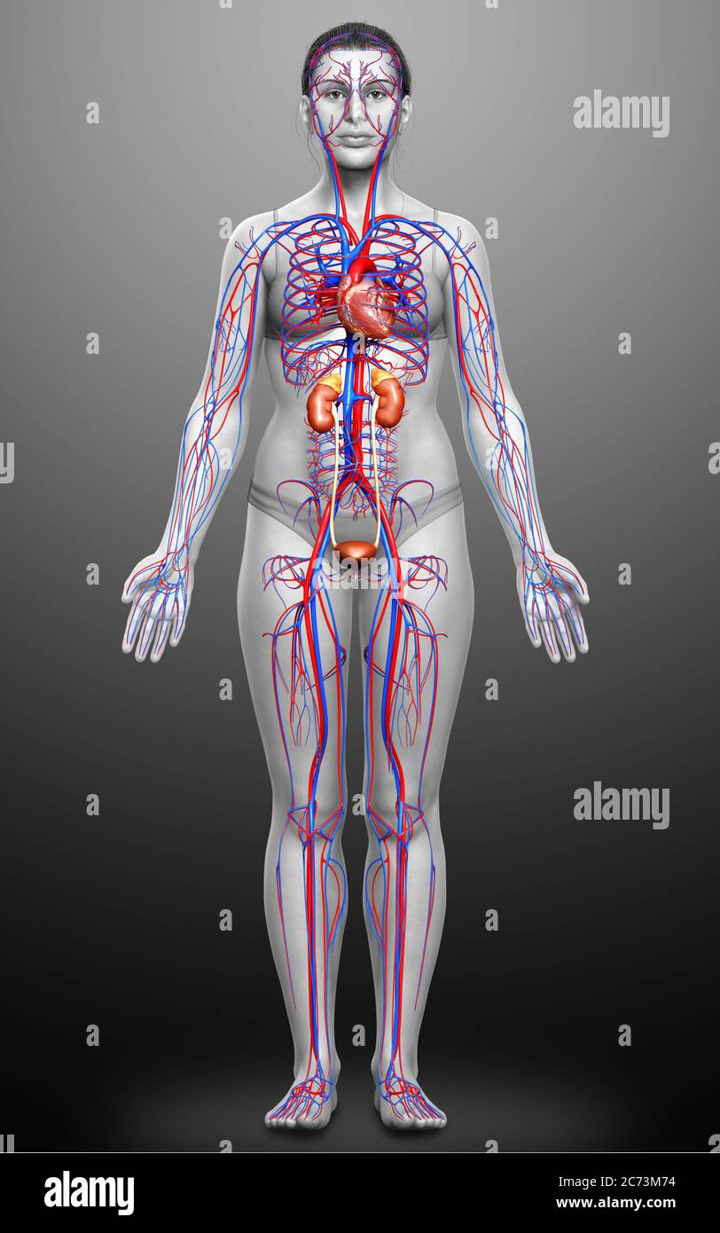 3d rendered, medically accurate illustration of the female kidneys and ...