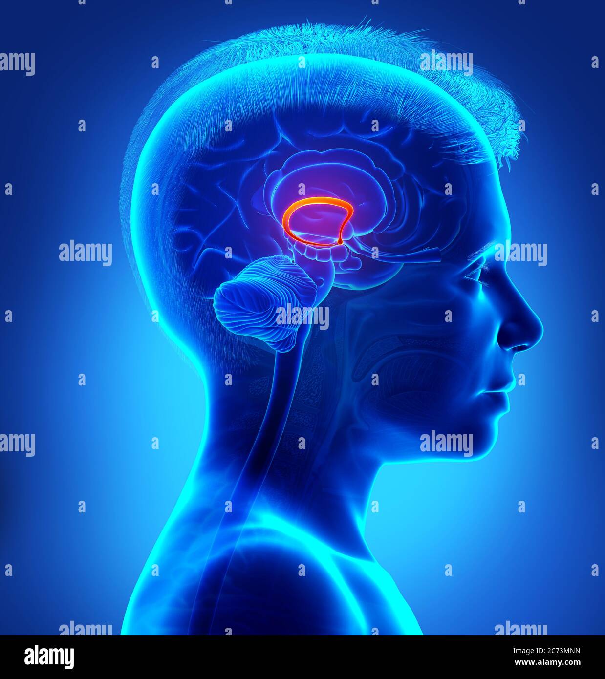 3d rendered medically accurate illustration of a boy brain fornix Stock ...