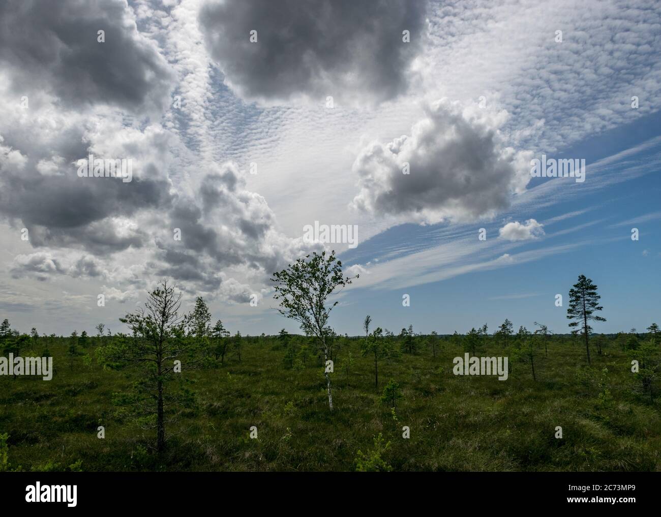 beautiful summer landscape with bog background and traditional swamp ...