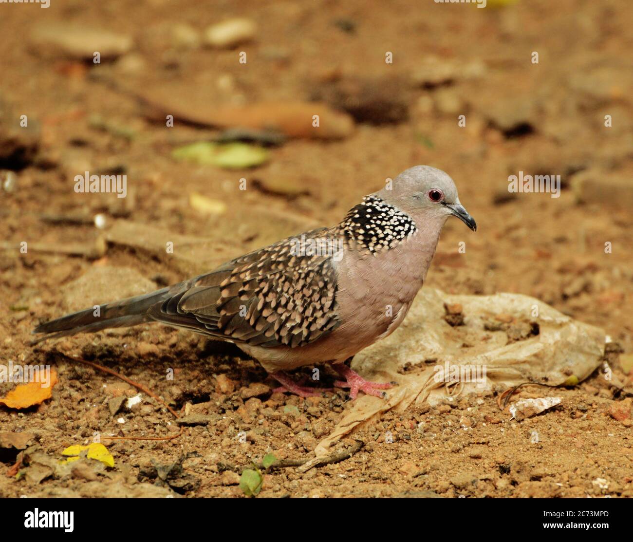 Indian spotted dove hi-res stock photography and images - Alamy