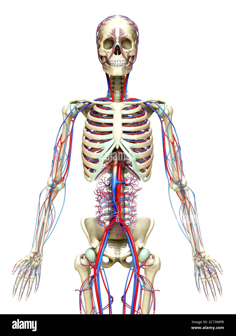 3d rendered medically accurate illustration of the circulatory and ...