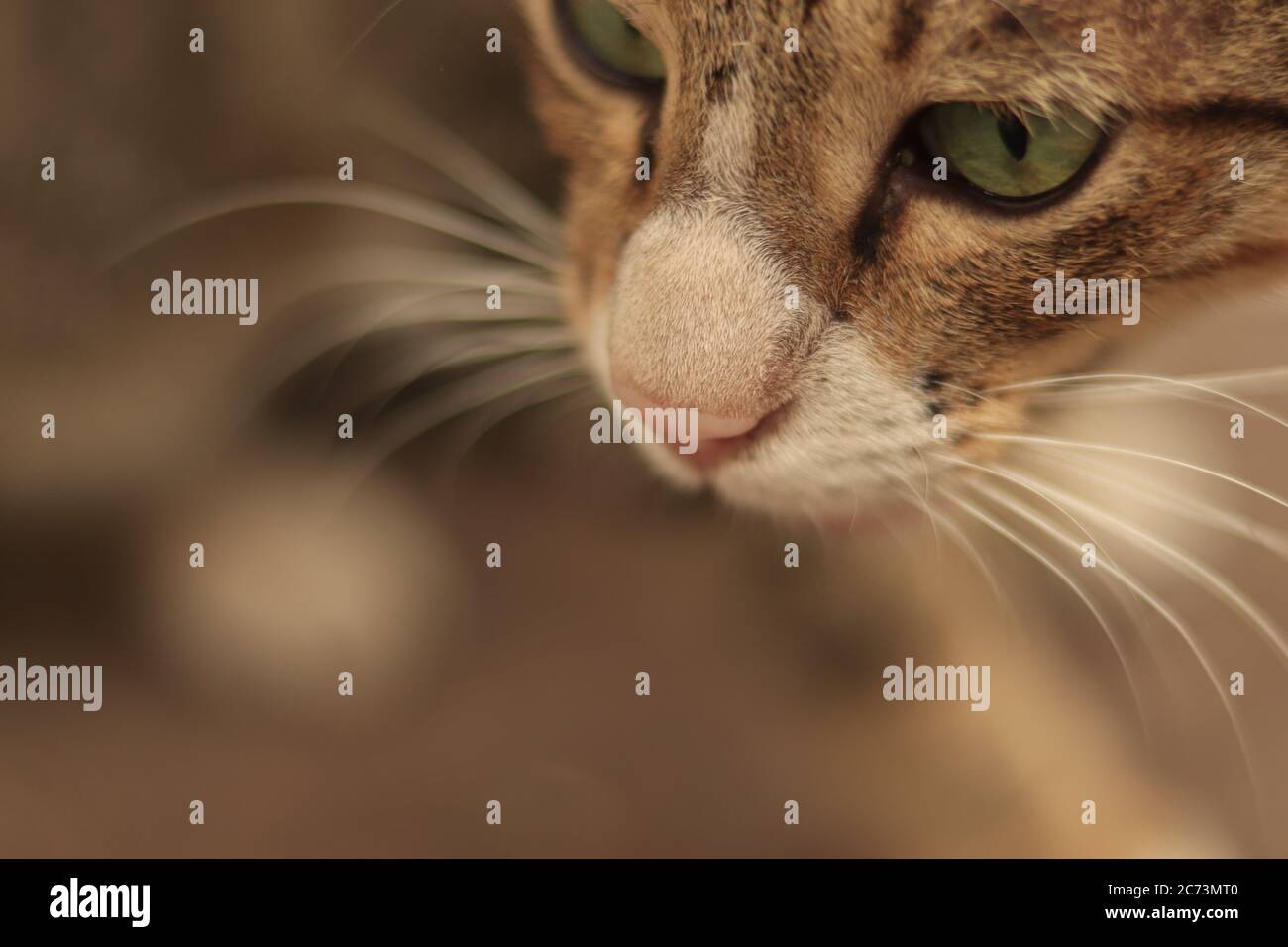 Cute indian cat hi-res stock photography and images - Alamy