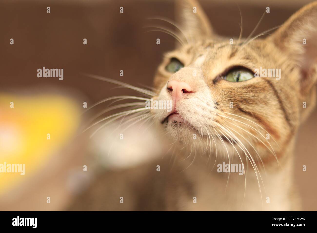 Cute indian cat hi-res stock photography and images - Alamy