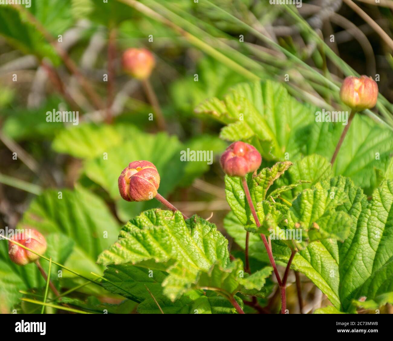 photography with bog berry - cloudberry, traditional bog plant ...