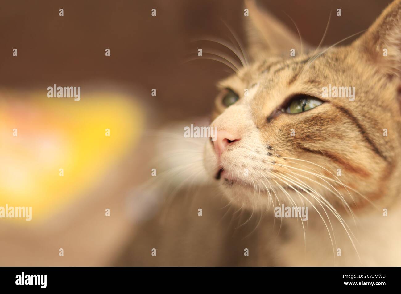 Indian Brown Cat Different Angle Look Stock Photo - Alamy