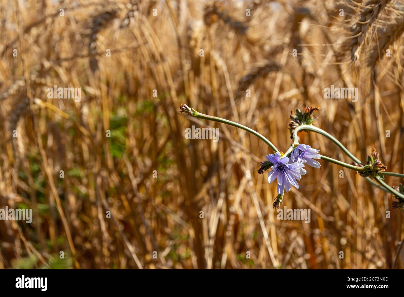 Common chicory farming hi-res stock photography and images - Alamy