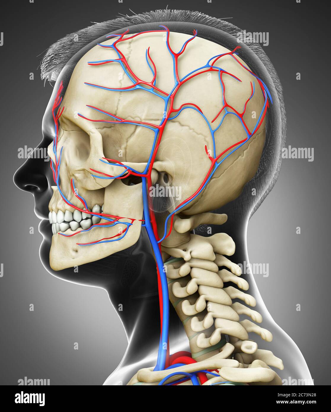 3d rendered medically accurate illustration of the male head ...