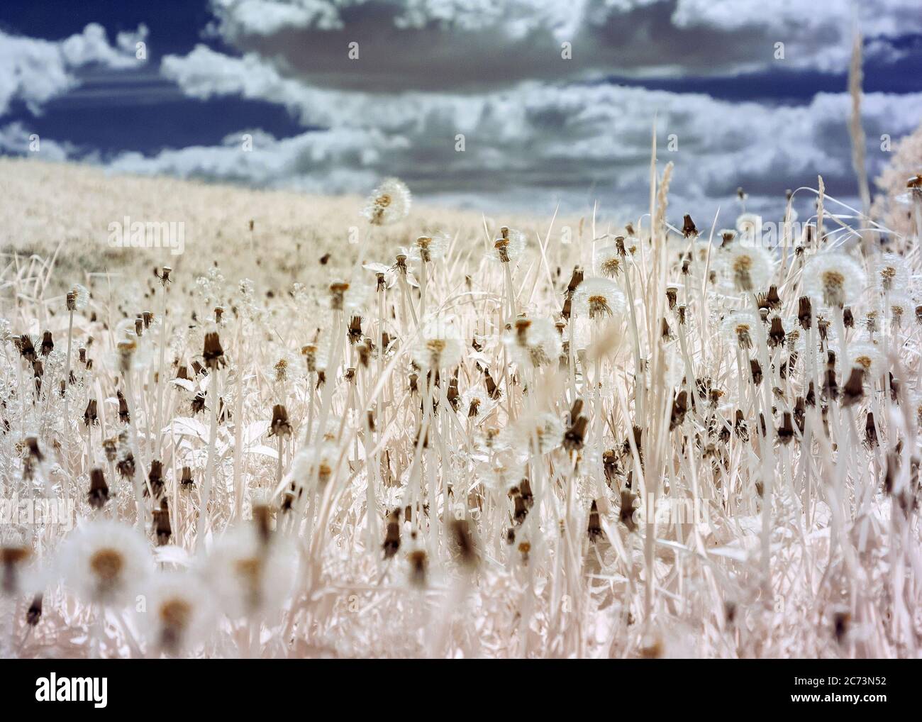 abstract infrared surreal landscape, flower fragments, infrared photo ...